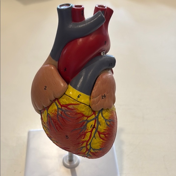 Art | Anatomical Heart Model Red Yellow Gray | Poshmark